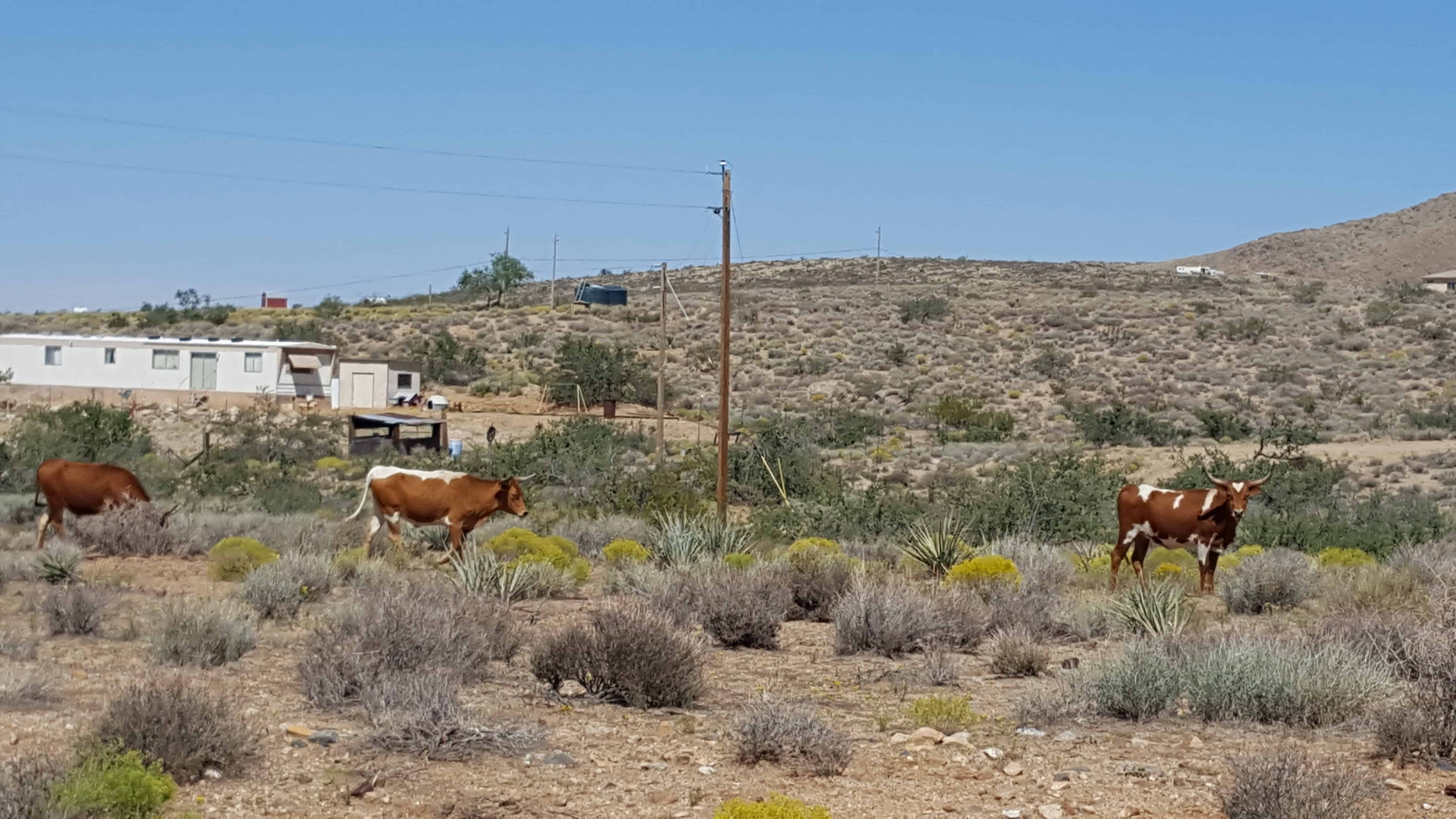 Chloride, Arizona | JacobBarlow.com