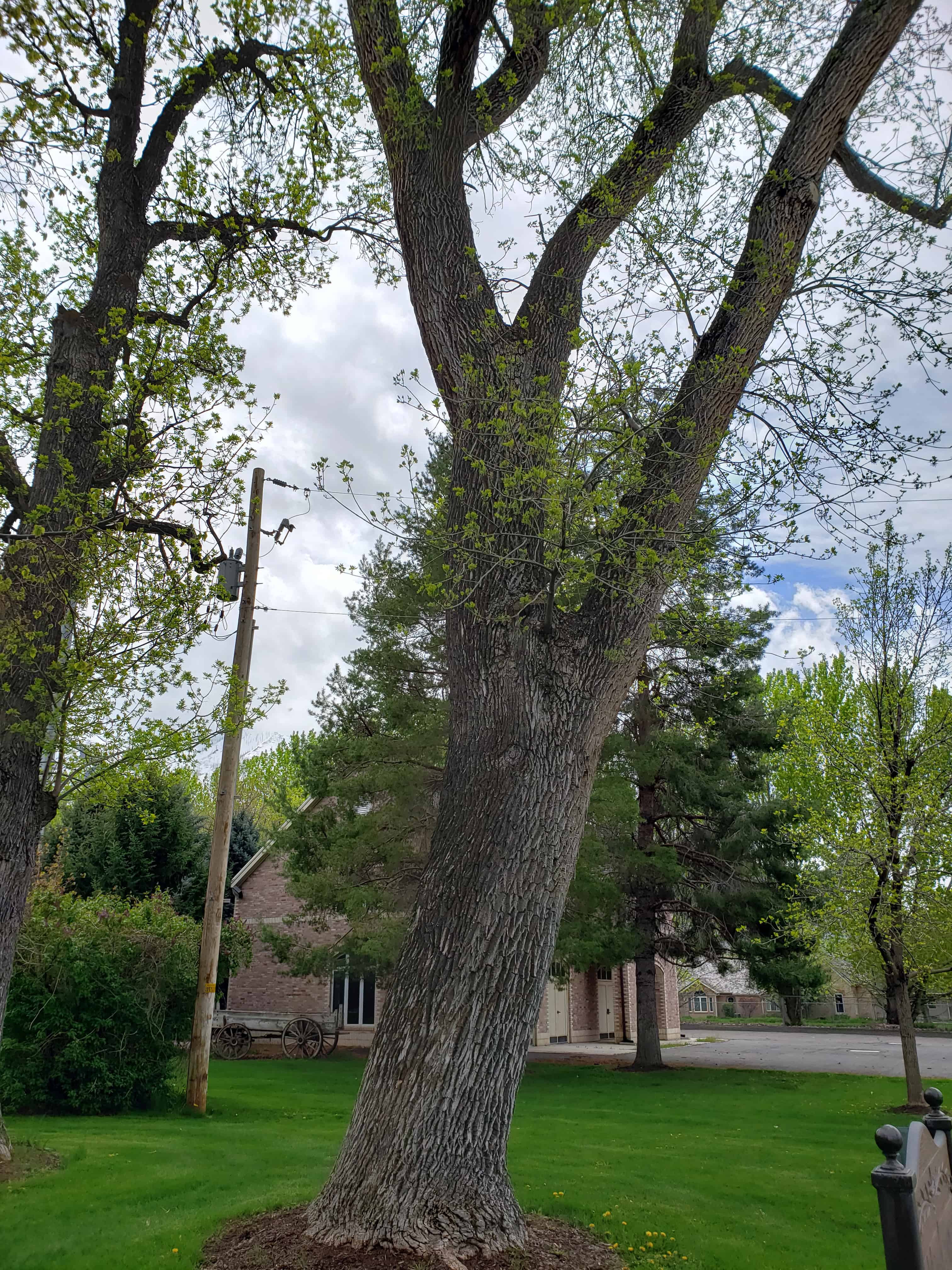 Mapleton Heritage Trees | JacobBarlow.com