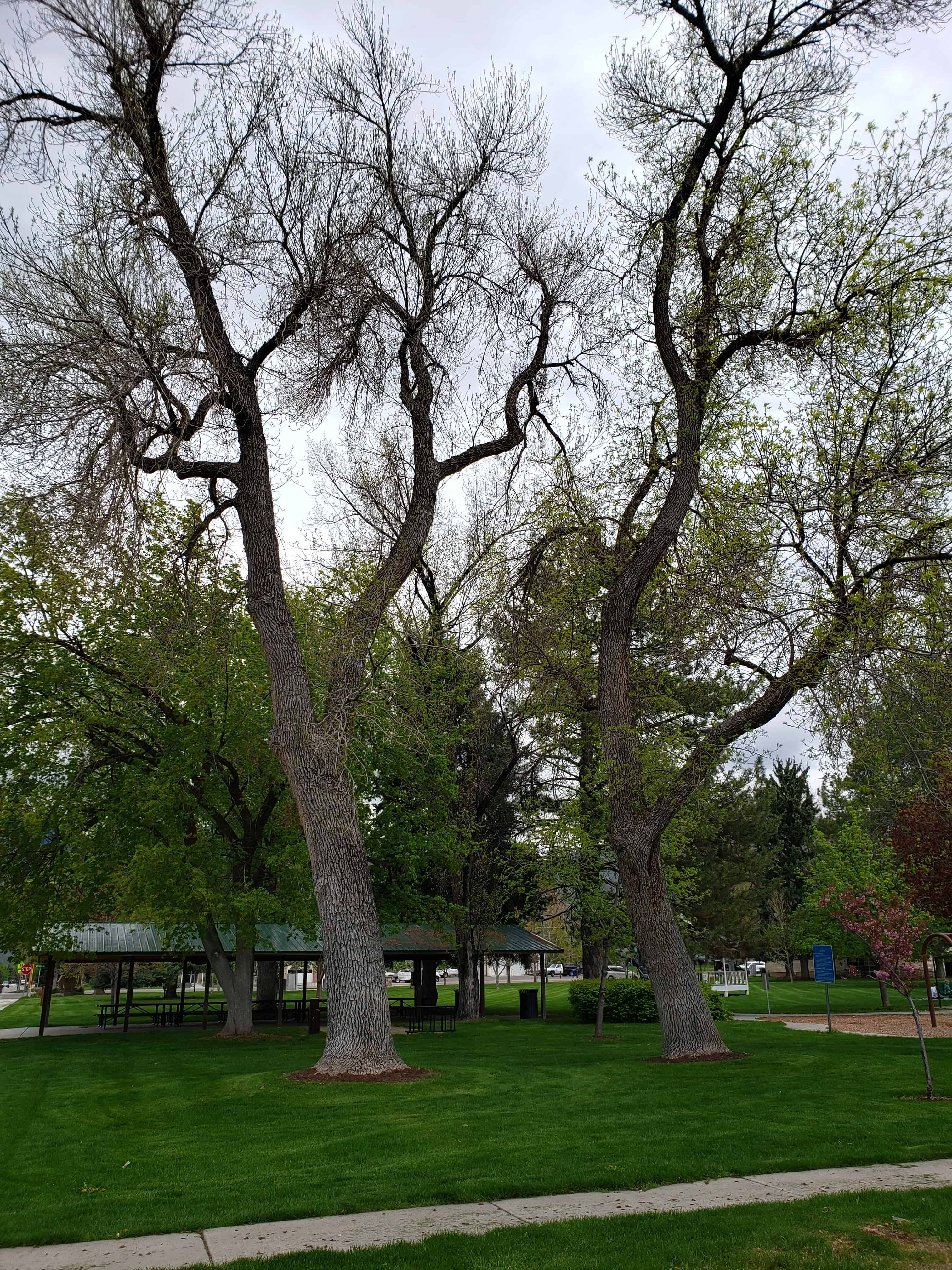 Mapleton Heritage Trees | JacobBarlow.com