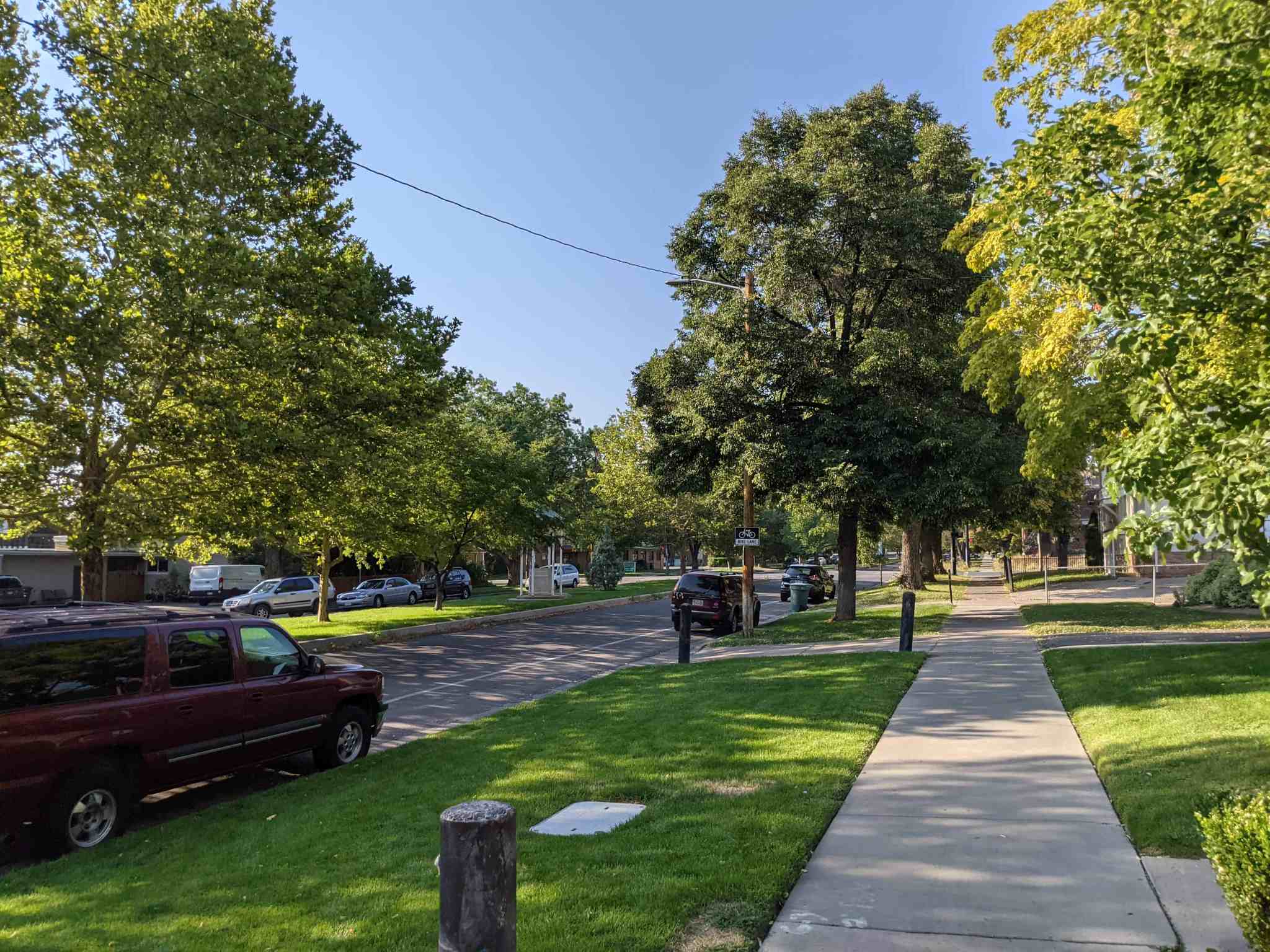 Lone Cedar Tree | JacobBarlow.com